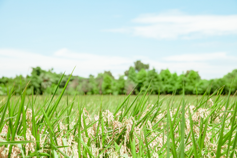 Dylan Bright Story 岱嵐創建